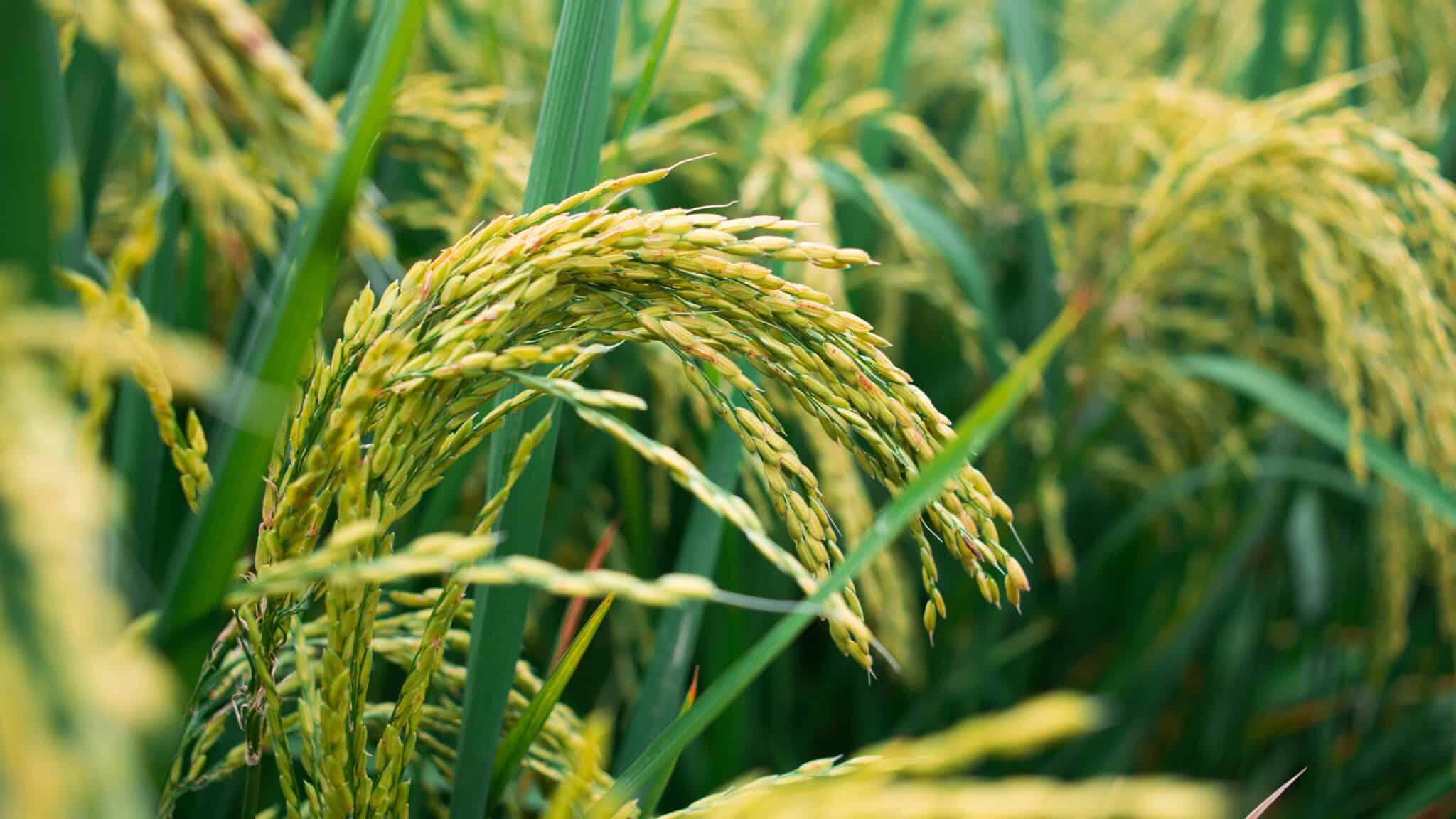 Top 100 Fertilizer Companies in the World