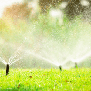 Maximizing your lawn's potential: A guide to spreading urea fertilizer