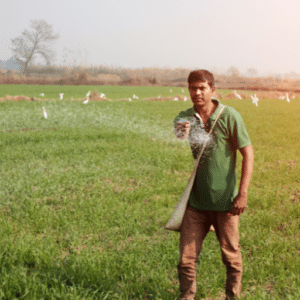 Urea Fertilizer: Exploring the Role of Urea in Agriculture for ...