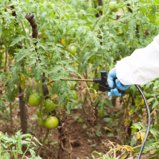 Why Put Epsom Salt on Tomato Plants?