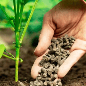 Comparing the Pros and Cons of Organic Fertilizers for Soil Health and ...