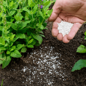 How to Fertilize Sweet Corn: Expert Tips for Optimal Crop Yield Per ...