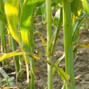 How to Fertilize Sweet Corn: Expert Tips for Optimal Crop Yield Per ...