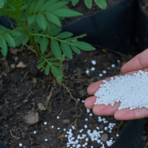All About Nitrogen Fertilizers: Types, Benefits, and Application Tips