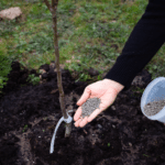 What is the Best Fertilizer for Trees: A Comprehensive Guide to Tree ...