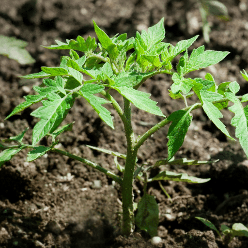 Boosting Tomato Growth: The Role of Epsom Salt in Your Garden