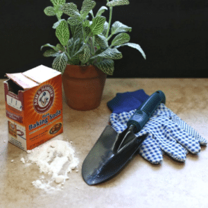 Using epsom salt and baking soda for Your Garden: A Comprehensive Guide