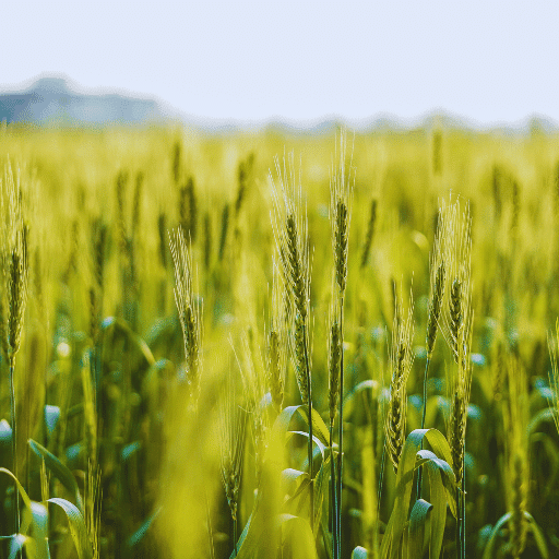 Boost Wheat Production with Potassium Nitrate Fertilizer