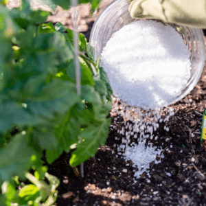 How to Use Epsom Salt for Plants in Your Garden | Benefits & Tips