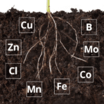 Iron (Fe): An Essential Micronutrient for Photosynthesis in Plants