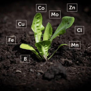 Iron (Fe): An Essential Micronutrient for Photosynthesis in Plants