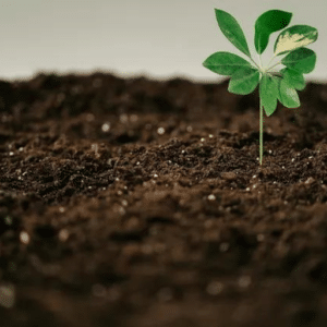 Iron (Fe): An Essential Micronutrient for Photosynthesis in Plants