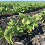 What Does Zinc Do for Plants? Understanding Its Essential Role in Plant ...