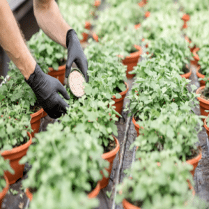 Ultimate Guide: How to Use Epsom Salt Fertilizer for Healthier Plant Growth