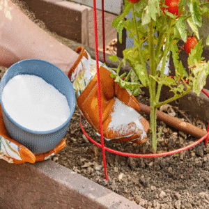 How to Effectively Use Epsom Salt for Your Garden and Houseplants