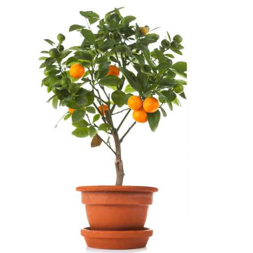 Best Organic Fertilizer for Citrus Trees: A Grower's Guide to Sweet Success