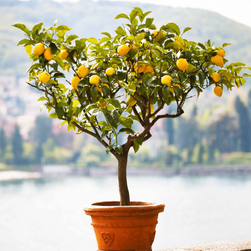 Best Organic Fertilizer for Citrus Trees: A Grower's Guide to Sweet Success